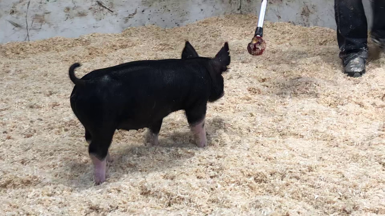 16-1 Berkshire Gilt - YouTube