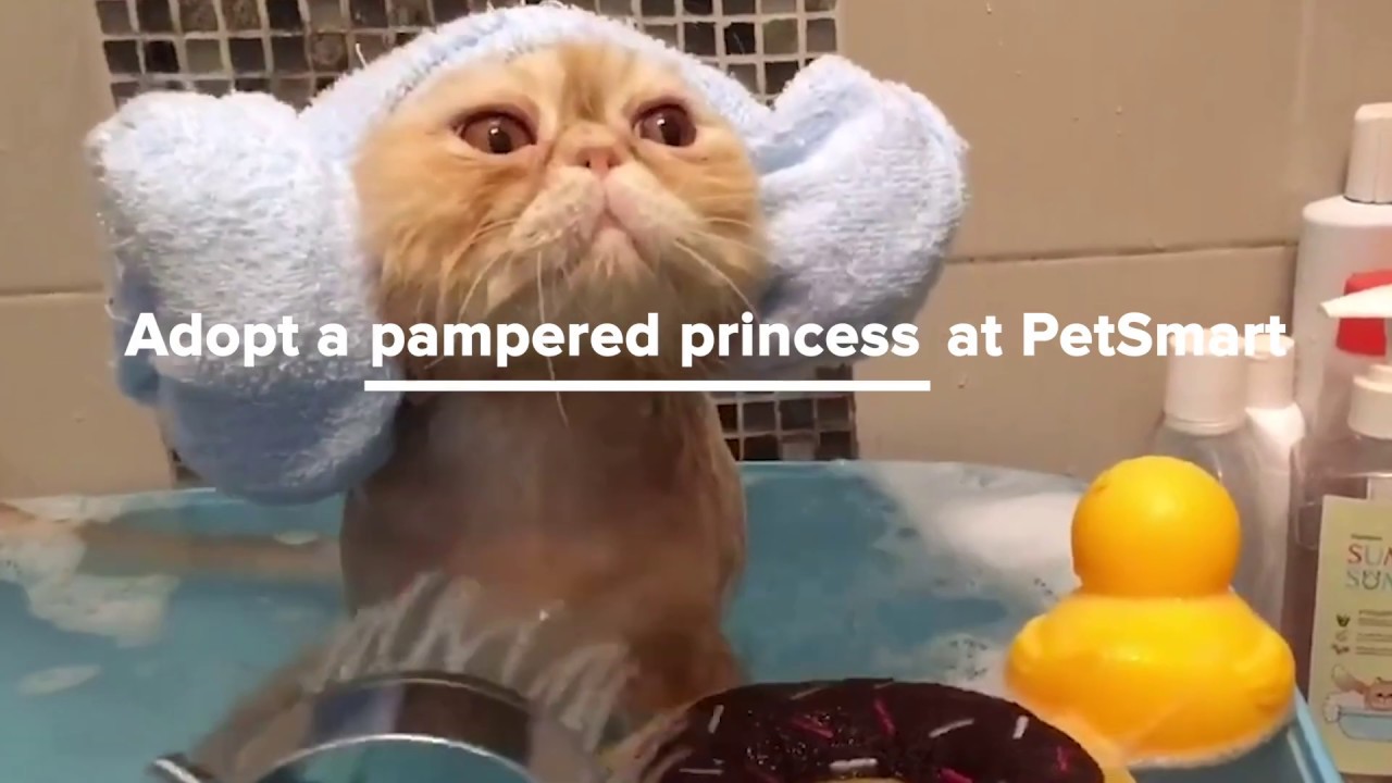 Adopt a Pampered Princess - YouTube