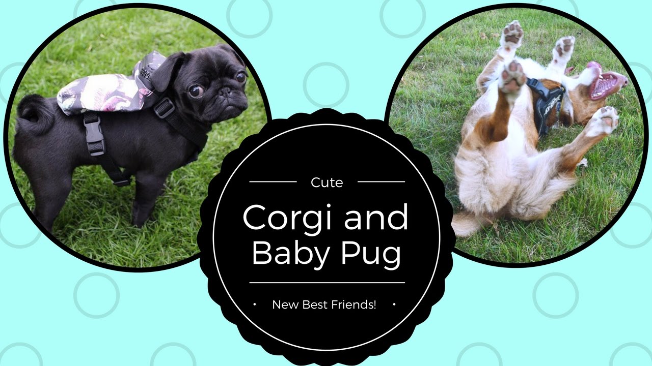 Corgi and Baby Pug are New Best Friends - YouTube