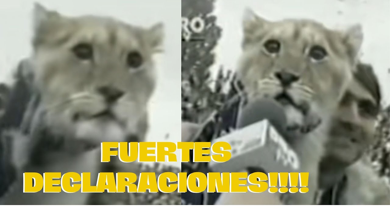 MEMES SIN PRETEXTO #1 - YouTube