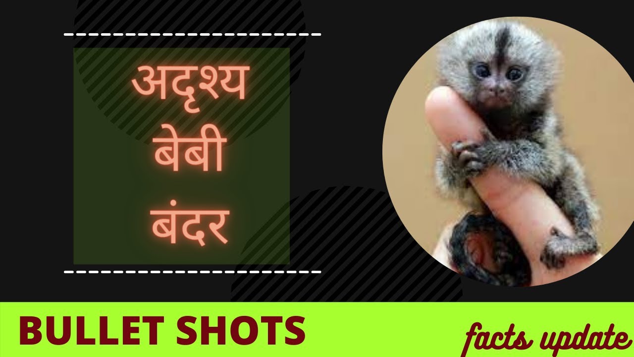 INVISIBLE monkey| New generation monkey| Facts update - YouTube