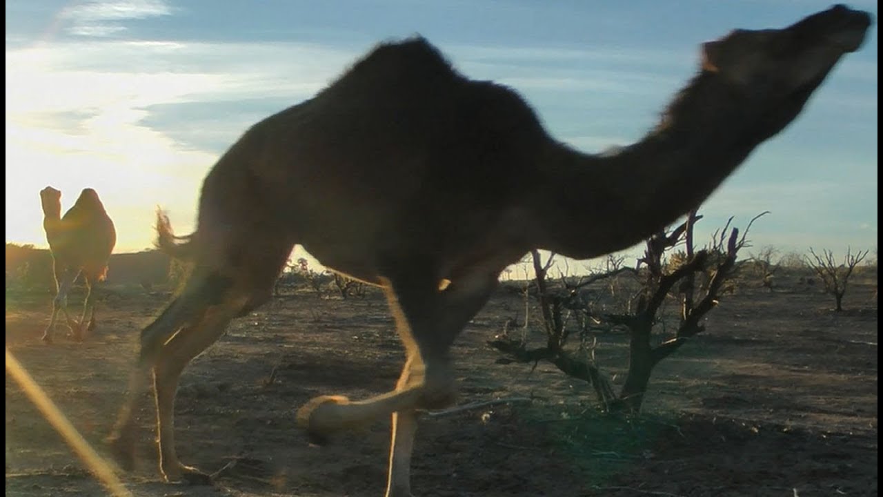 Stampeding Camels & Sheep - CAMEL FRENZY - YouTube