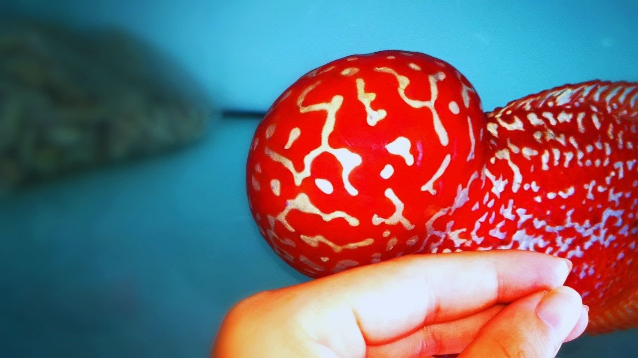 Biggest Head Flowerhorn! Beautiful Red Flowerhorn Fish - YouTube