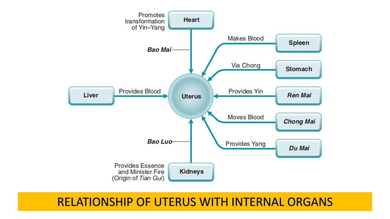 RELATIONSHIP OF TCM UTERUS WITH SPLEEN, LIVER, STOMACH - YouTube