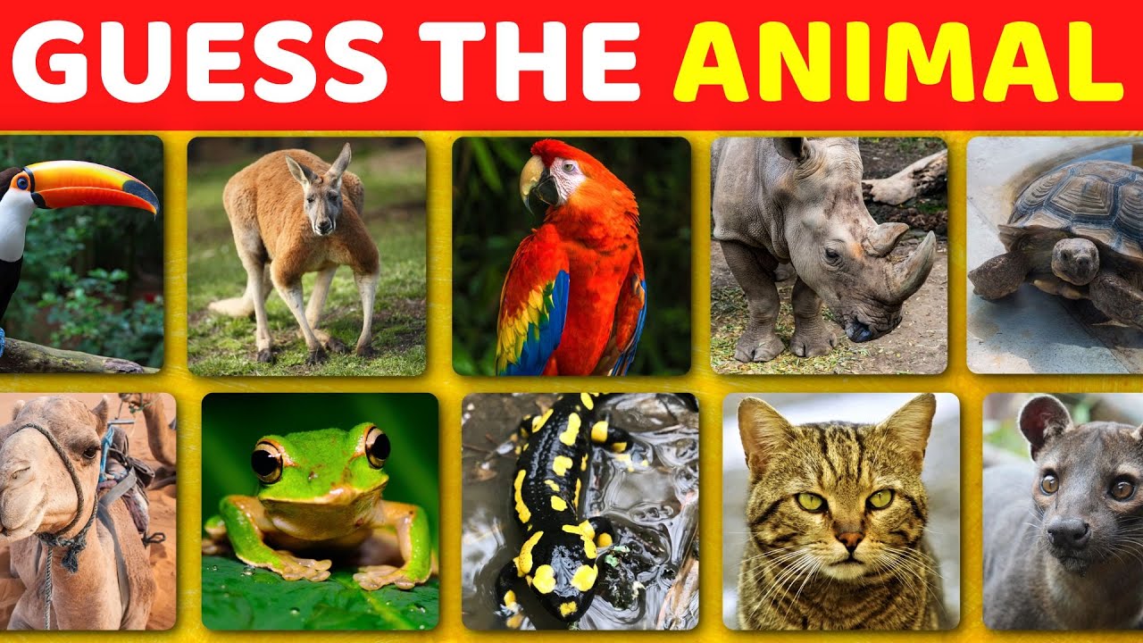 Guess The Animal 🦁🦍🦊🐮 | Random Quizzes - YouTube