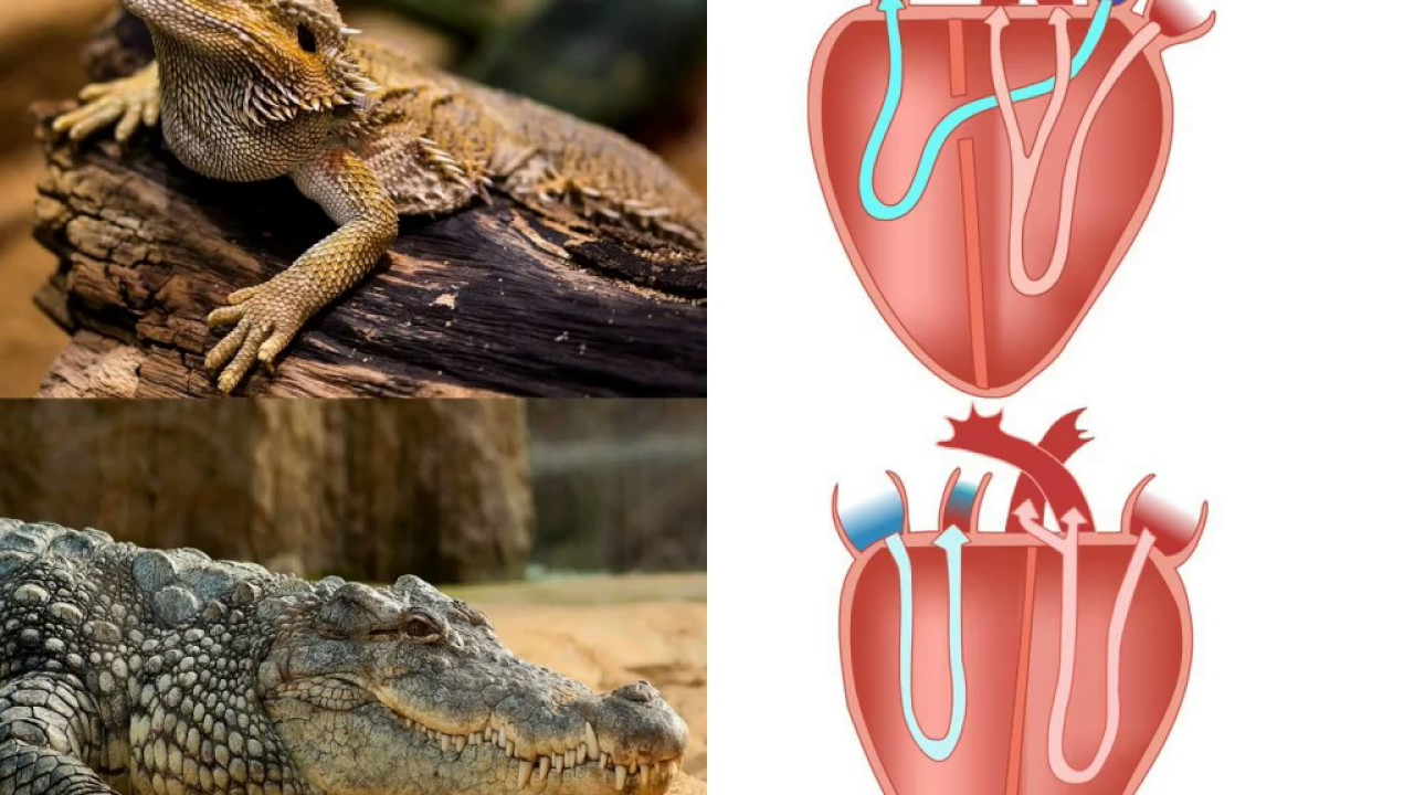 Biology - 5 classes of Vertebrates - Diversity in Living Organisms ...