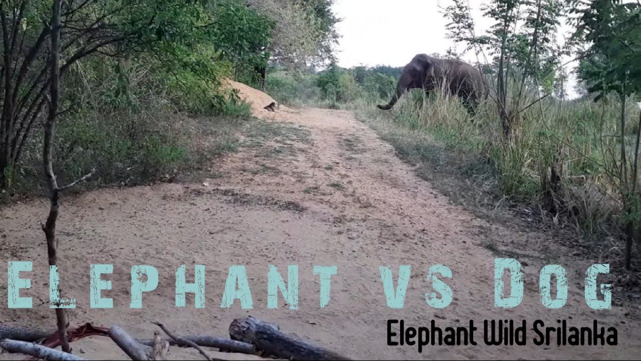 Wild elephant Vs dog/Elephant Wild Srilanka - YouTube