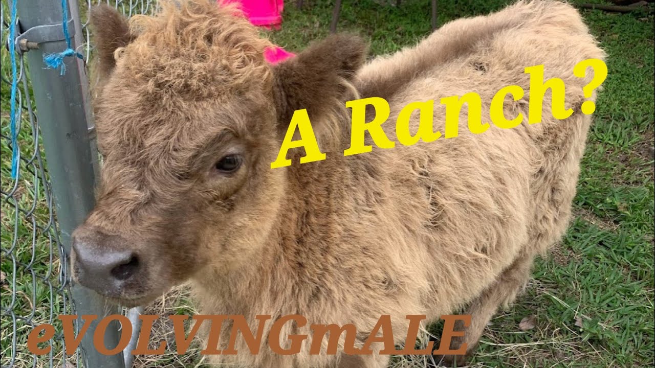 We've got a Ranch? See our micro Scottish Highland cow - YouTube