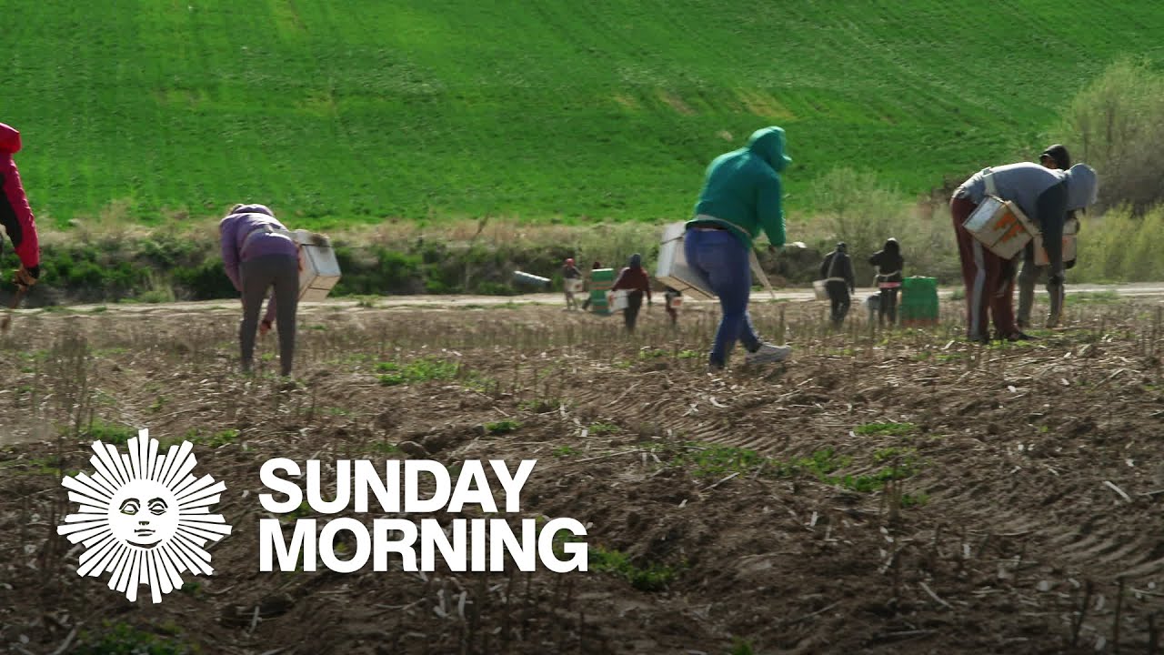 Down on the farm: A shortage of agricultural labor - YouTube