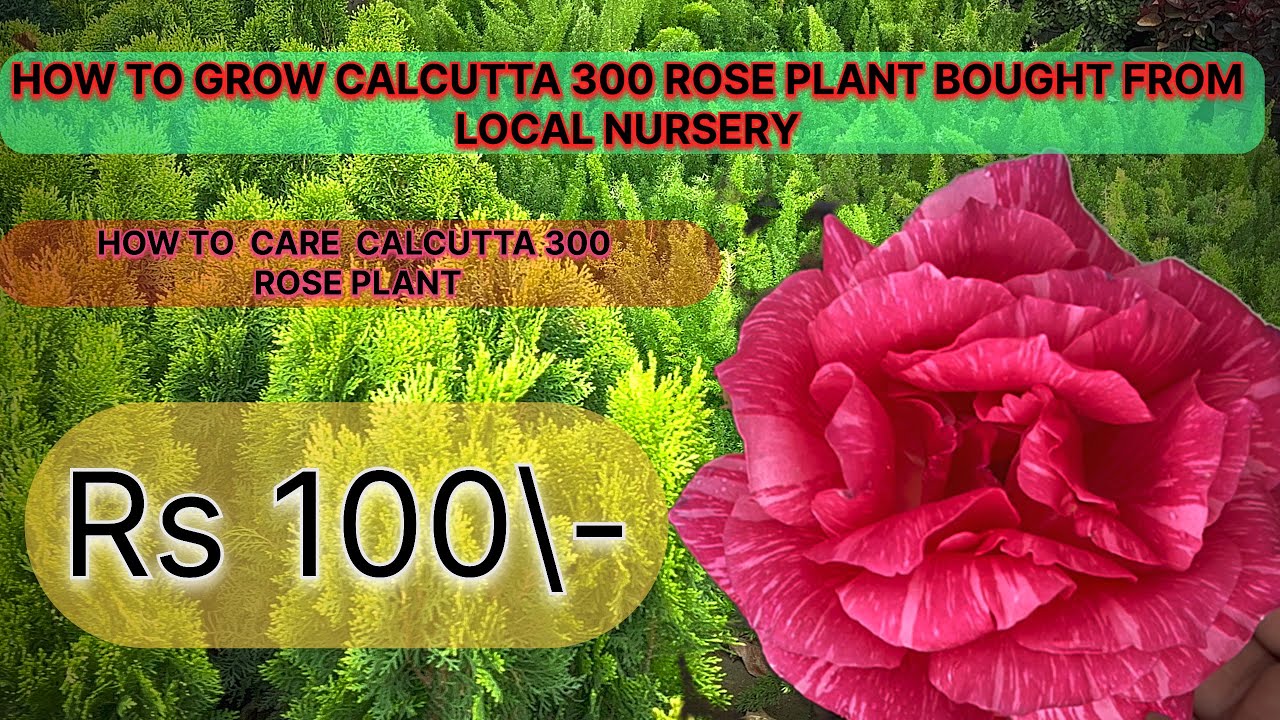 HOW TO GROW CALCUTTA 300 ROSE PLANT BOUGHT FROM LOCAL NURSERY I HOW TO ...