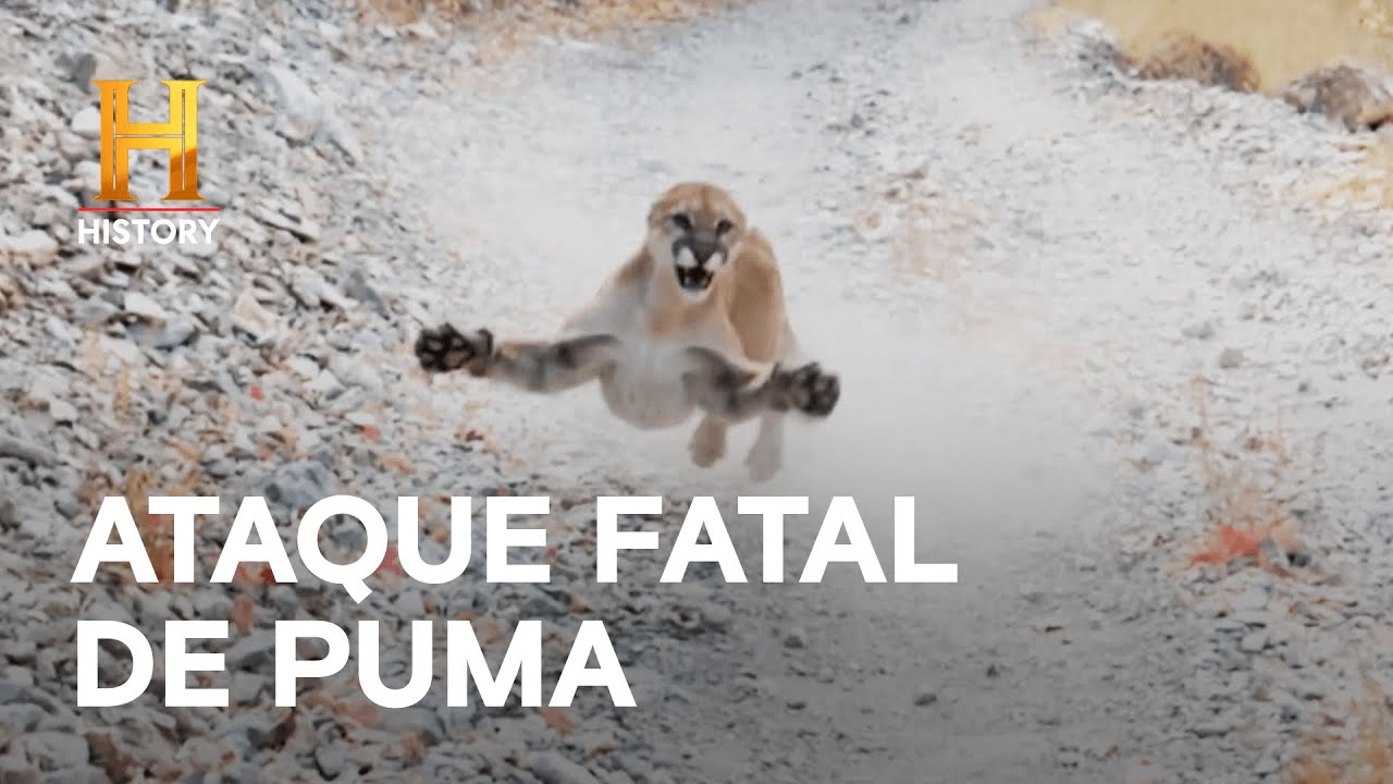 😱 Corredor dá de cara com uma família de pumas! 🐆 | CASOS CHOCANTES DA ...