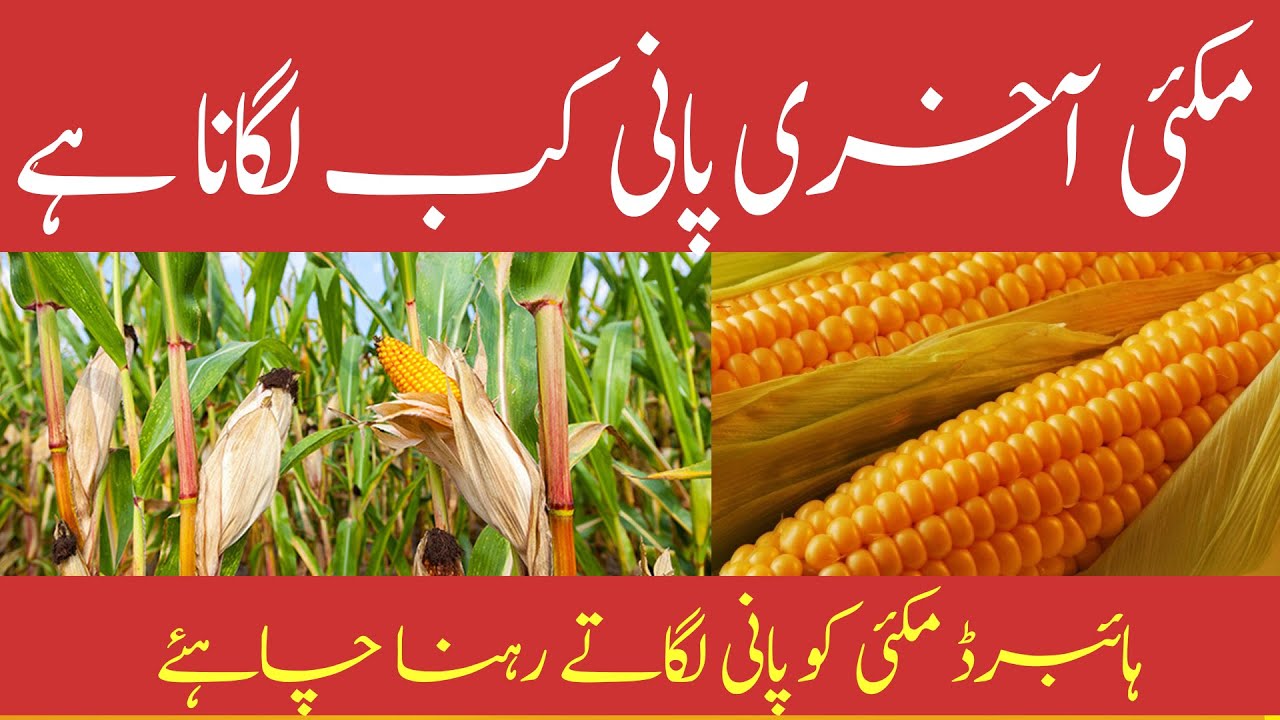 Hybrid Maize Farming | Water Management for Maize Corn after 100 days ...