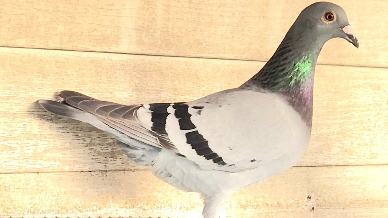 Llegada de Las palomas de the Soto loft de Matanzas Cuba - YouTube