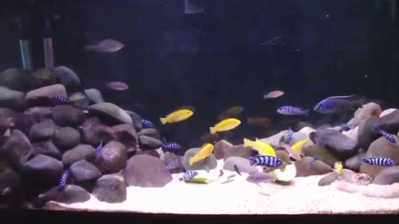 African Mbuna ** Demasoni madness HD ** - YouTube