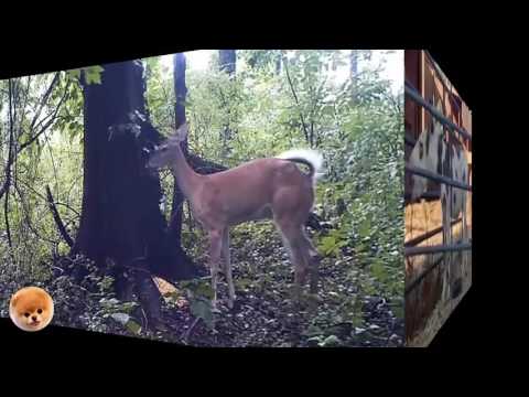 Animal Farts is So Annoying   Funny animals farts compilation