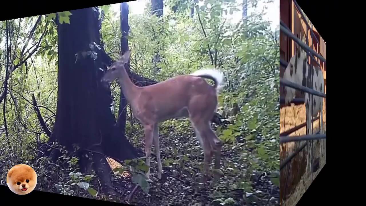 Animal Farts is So Annoying Funny animals farts compilation - YouTube