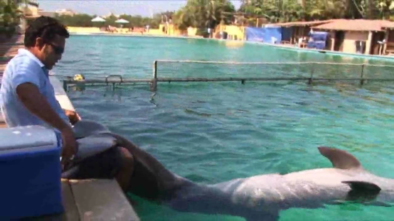 Dolphin Adventures Documentary part 1 - YouTube