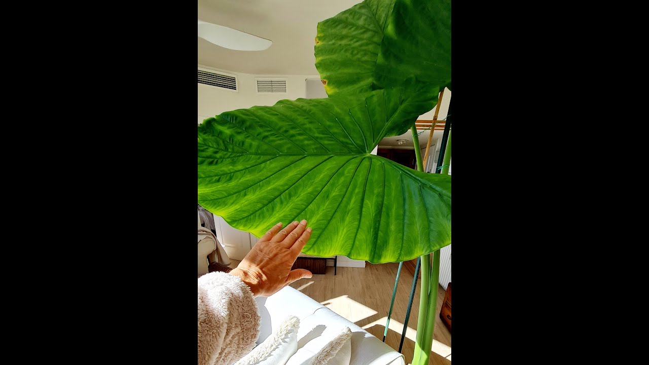 Enraizar Planta Alocasia Macrorhiza, oreja de elefante, Marquesa. Acodo ...
