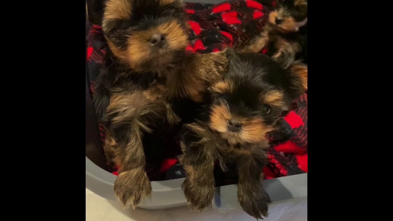 Yorkie Puppies Almost 6 Weeks Old - YouTube