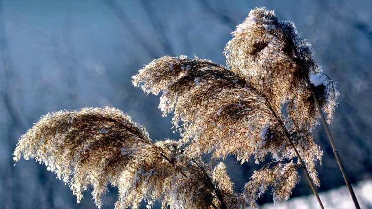 Reed wind (HD1080p) - YouTube