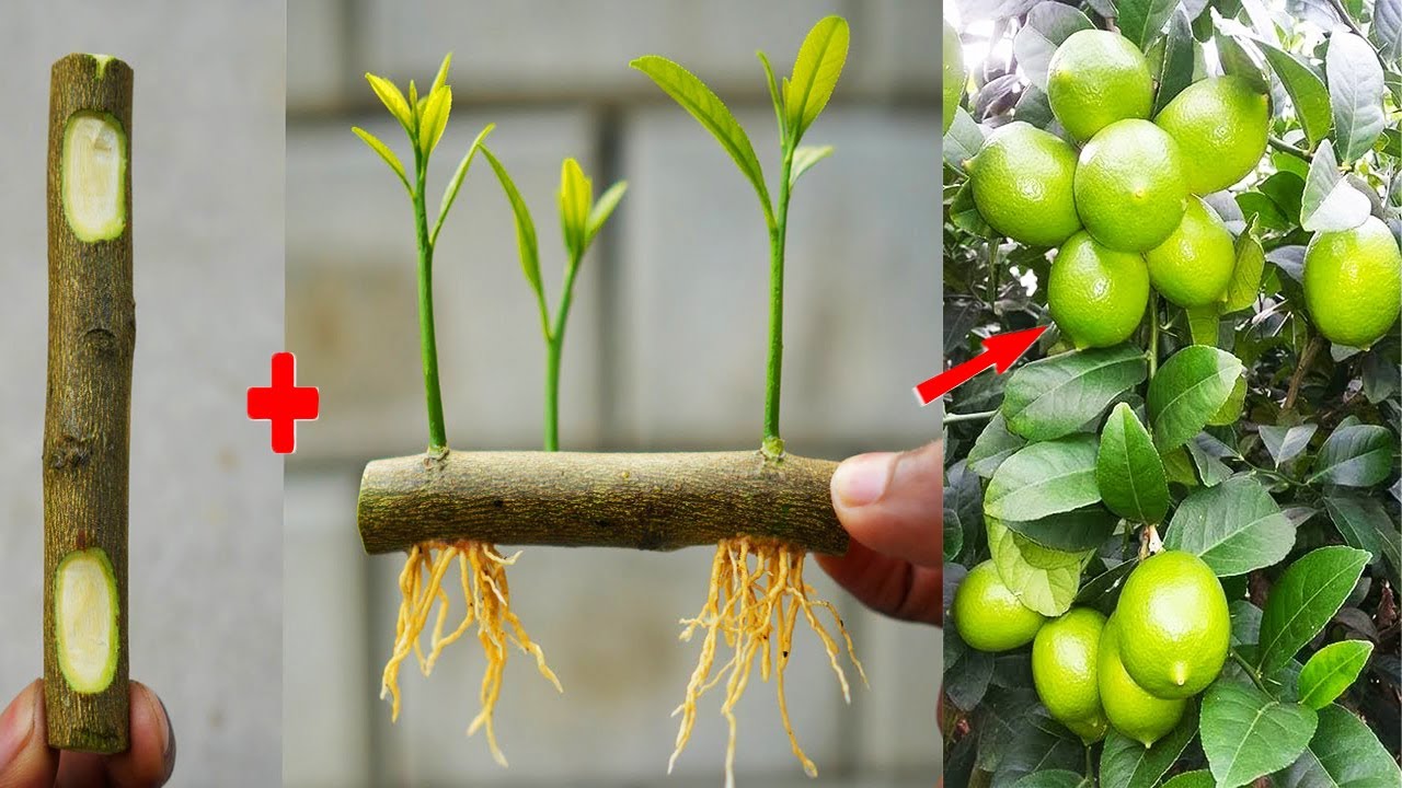 SUPER SPECIAL TECHNIQUE for propagating LEMONS using dried onions ...