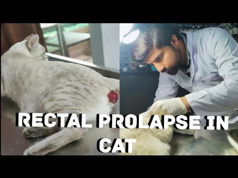 Rectal Prolapse in Cat | Cat Intestine Protrude out| Vet Dr Noman ...