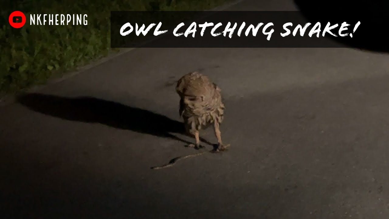 Field Clip: Barred Owl Catches and Eats a Watersnake in North Florida ...