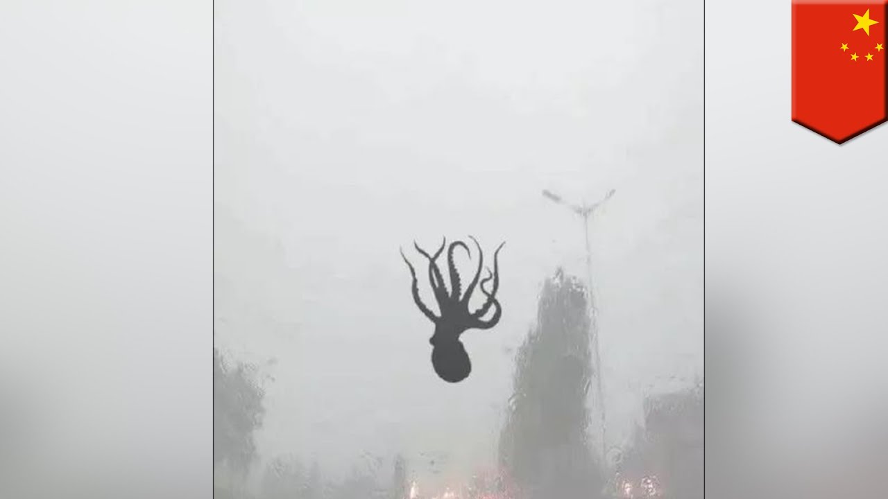 Raining Animals Phenomenon