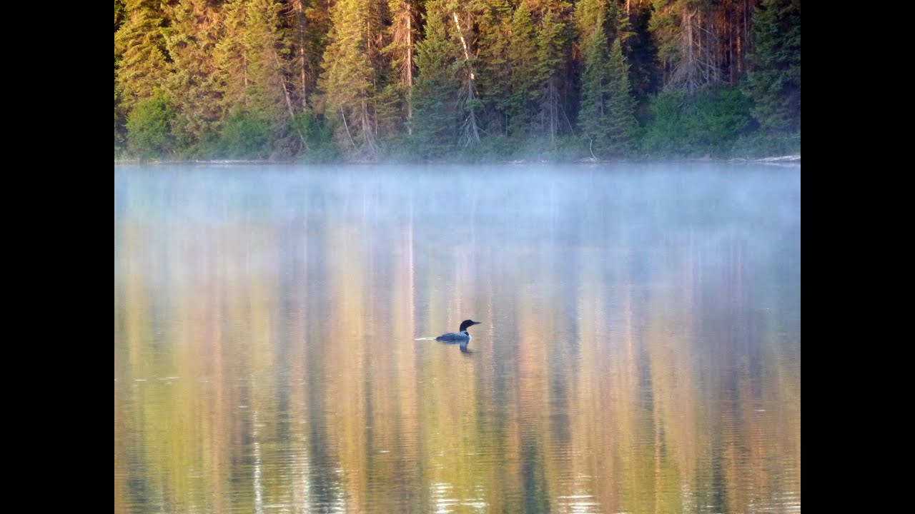 Loon Calls - YouTube