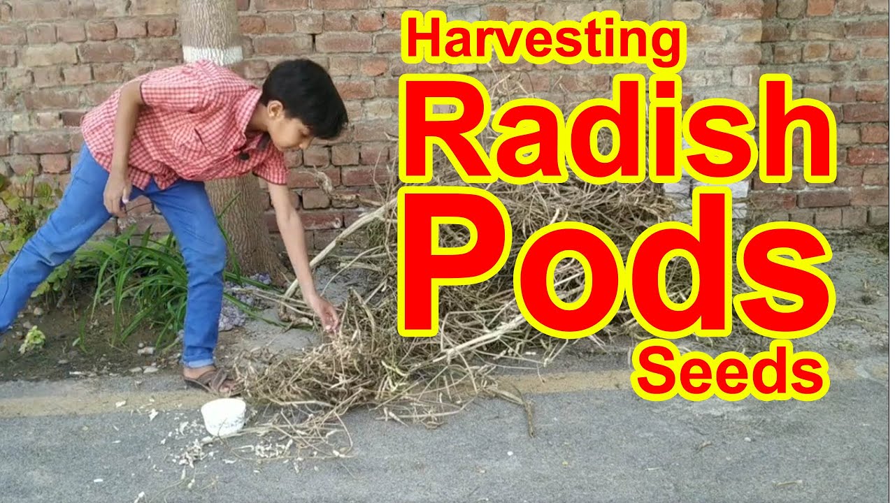 Harvesting Radish Pods Seeds To Save For Next Season Crops / How To ...
