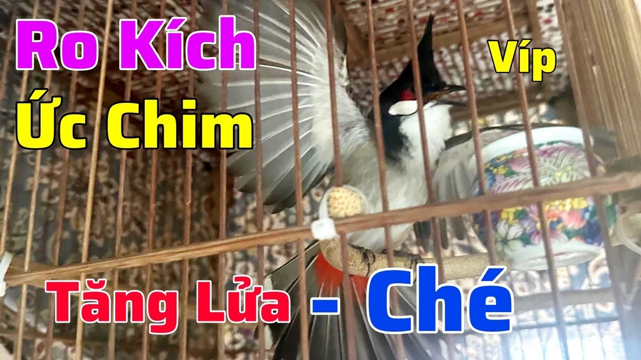 Kích Chào Mào Ché 2025 - ÂM KÍCH - Chào Mào Ro Kích Ché | Chào Mào Nhạy ...