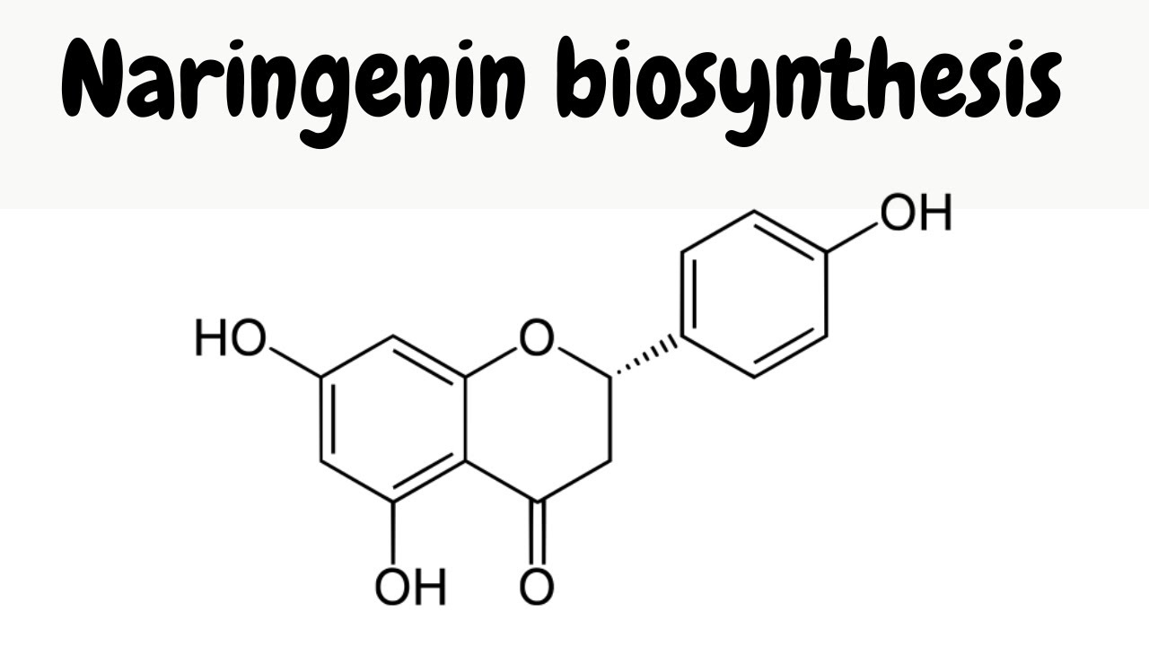 Biosynthesis of naringenin | mechanisms - YouTube