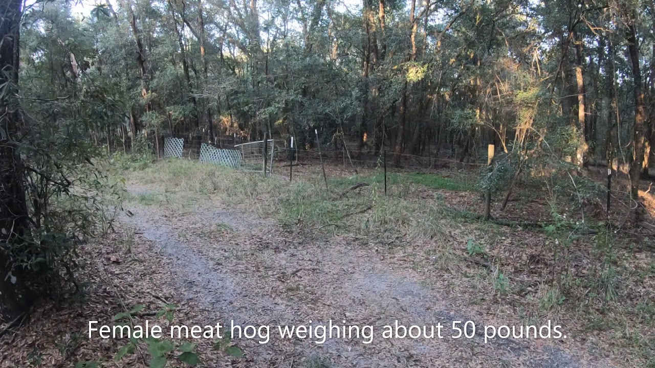 Florida Hog Hunt - 10 Nov 19 - YouTube
