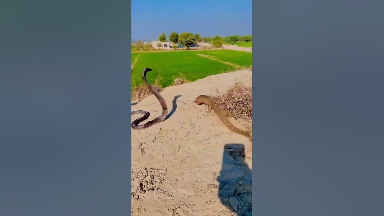 King Cobra vs Mongoose | Cobra mongoose fight | Mongoose fight with ...