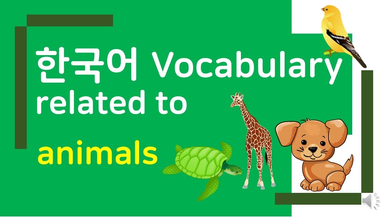 [한국어] 동물 어휘/vocabulary related to animal in Korean - YouTube