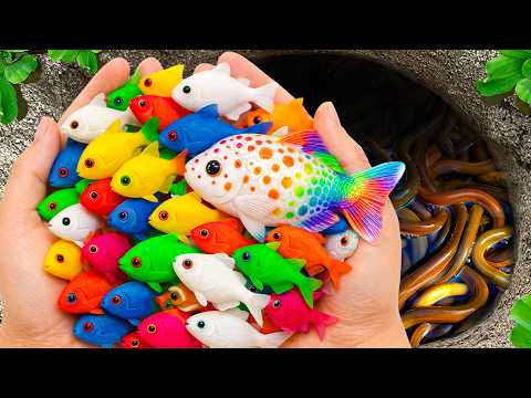 Catch Beautiful Aquarium Fish in Giant Colorful Egg, Baby Turtle, Lionfish, Carp, Snail, Pencil Fish
