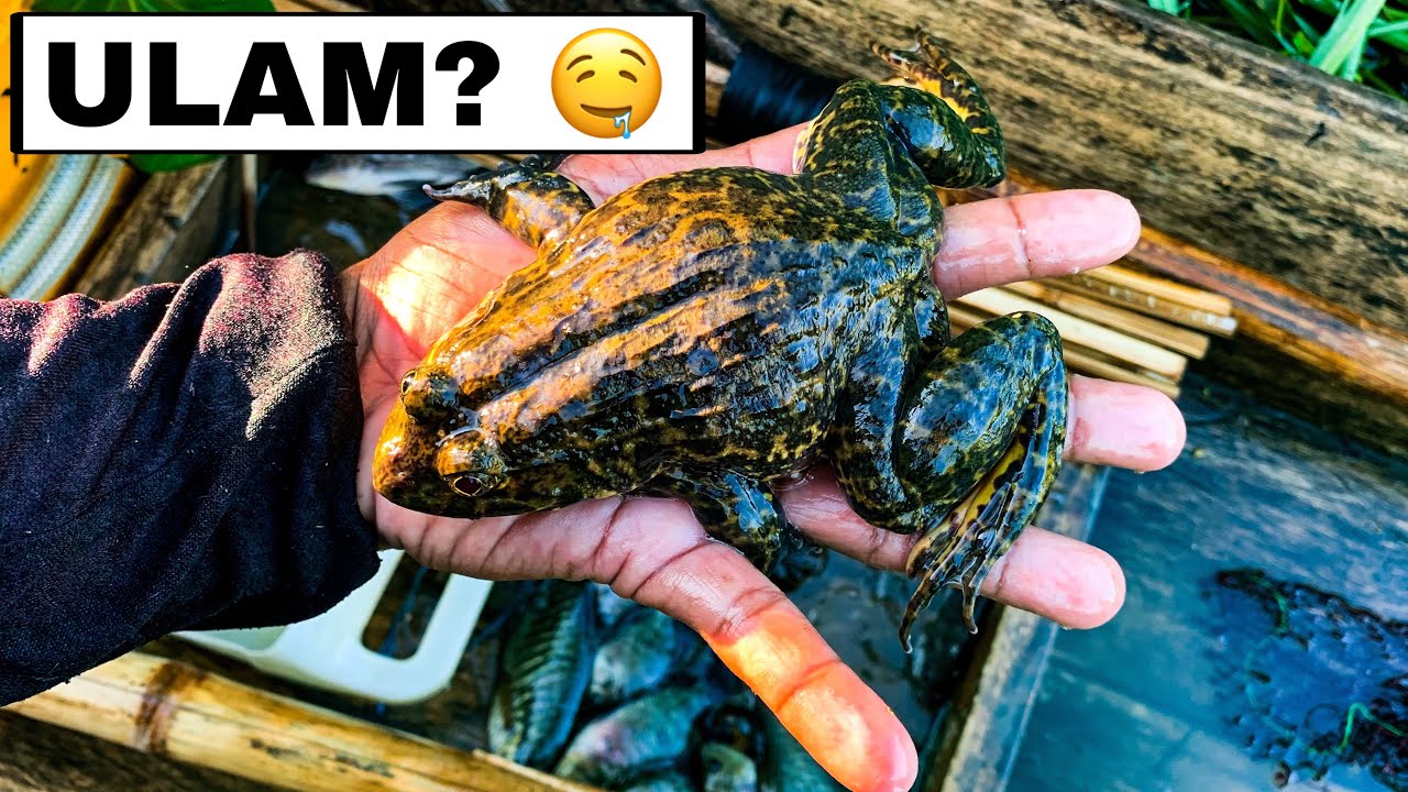 Huge Frog in my Fish Trap | Great Catch Again | Pangingisda sa Ligawasan Marsh | Fishing is life ...