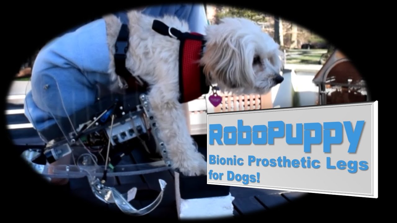 RoboPuppy Bionic Prosthetic Legs for Dogs - YouTube