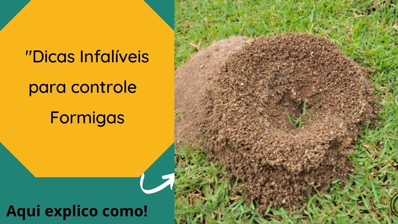 FORMIGUEIRO, DICAS INCRÍVEIS DE COMO CONTROLAR FORMIGAS NAS SUAS ...