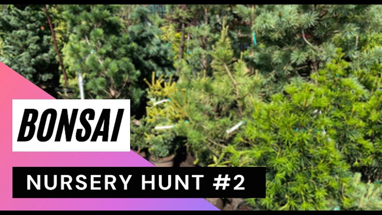 Bonsai Hunt at Gethsemane Garden Center - YouTube