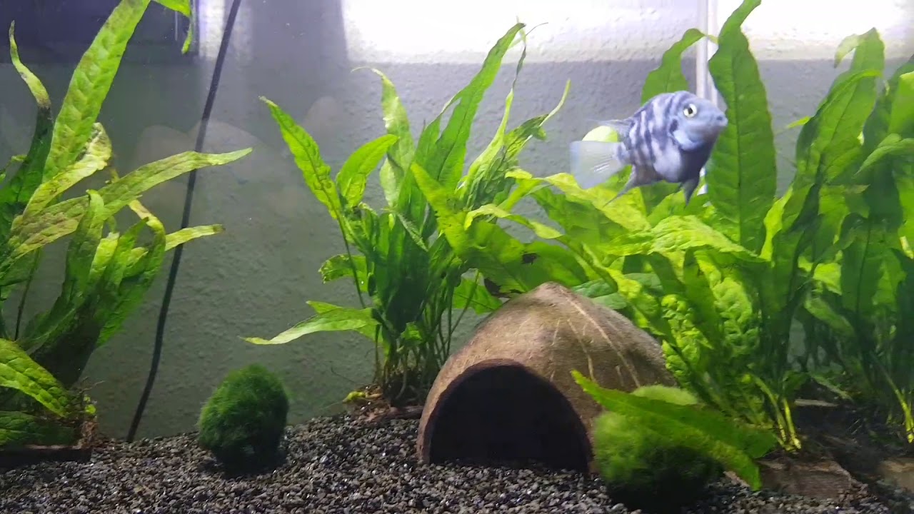 Blue polar parrot fish - YouTube