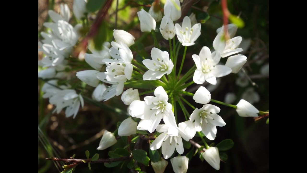 Wild Plants and Wild Flowers of Cyprus (Part Two): Neapolitan Garlic ...
