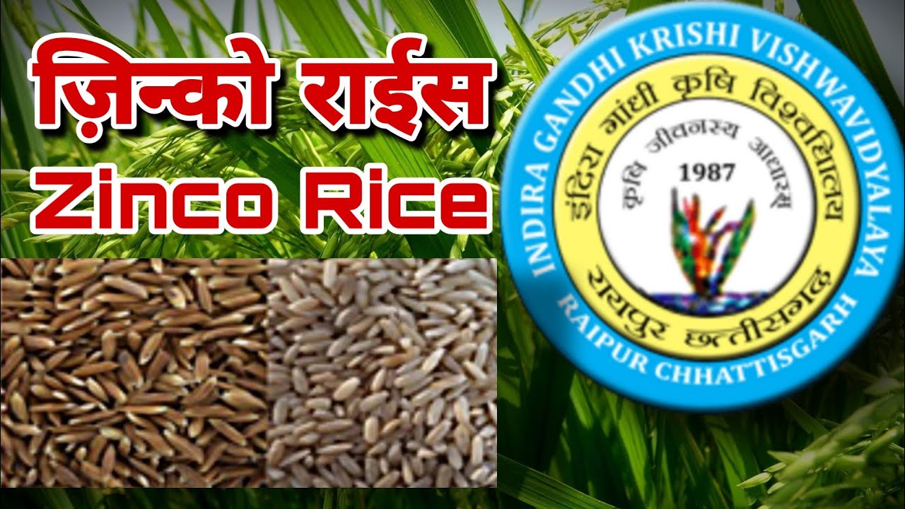 Zinco Rice ज़िन्को राइस - To The Point Chhattisgarh, Current affairs ...
