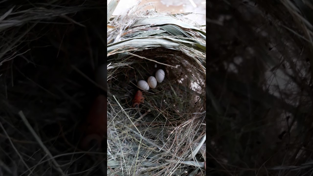 World's smallest bird & egg - YouTube