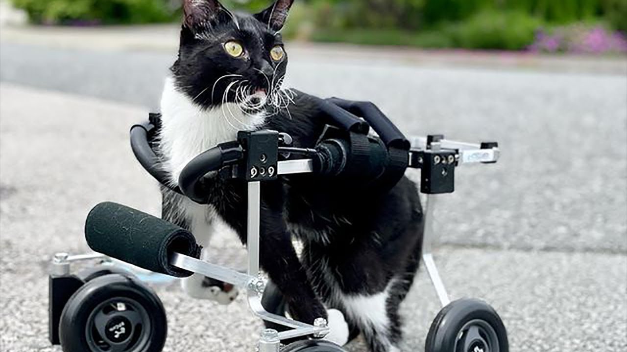 Handsome Special Needs Cat Loves Racing Around Hawai’i In His ...