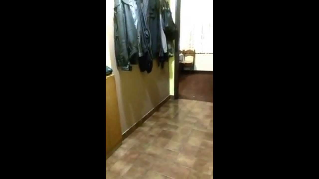 Cats Chasing each other, sooo funny - YouTube
