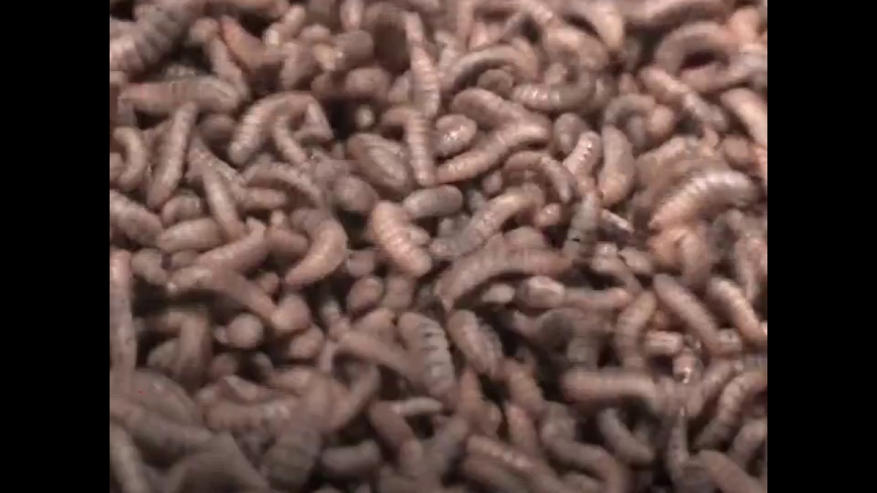 South African entrepreneur turns maggots into poultry feeds - YouTube