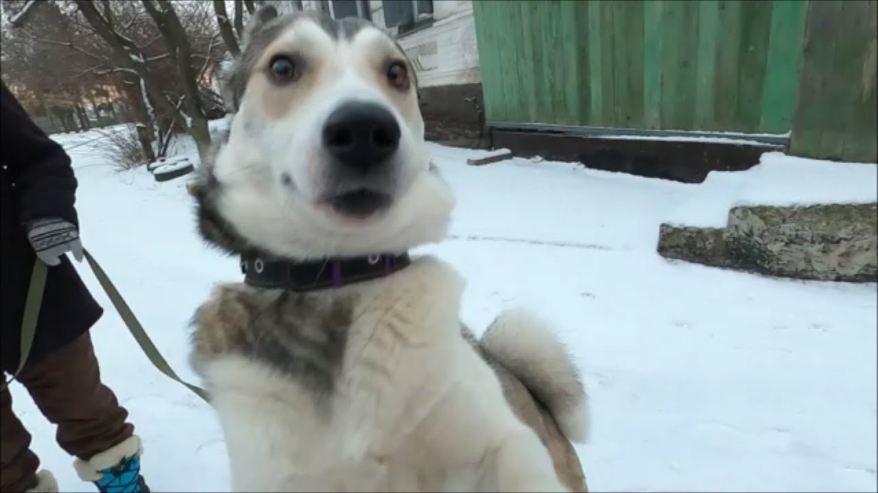 Жизнь без собак. Метис Хаски / Life without dogs. Metis Husky - YouTube