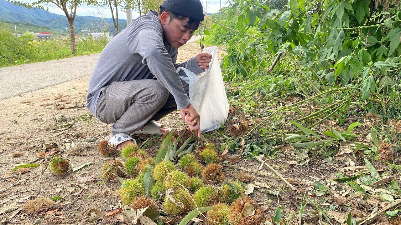 ថ្ងៃនេះរើសផ្លែកៅឡាក់នៅព្រៃ Amazon 😁 - Pick up Sweet Chestnut 🌰 # ...