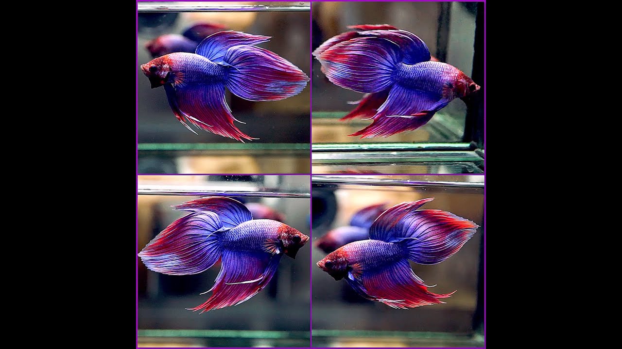 Live Betta Fish BLUE PURPLE RED Veil Tail VT Male #174 - YouTube